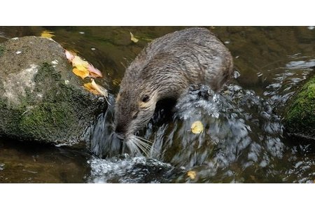 Gegen die Nutria Tötung in Bad Münstereifel!! - Online-Petition